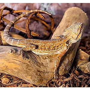 Galápagos (05282) Driftwood Branches, Natural, 2-3 Ft.