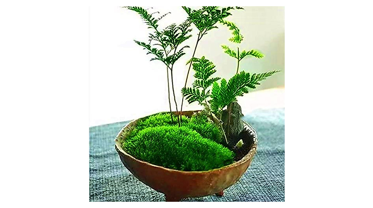 100Pcs/Pack Moss Seeds Home DIY Bonsai Decoration Grass Seeds Potted ...