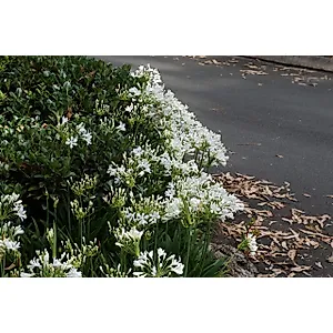 Agapanthus Getty White - 10 Live Plants - Blooming Groundcover Grass
