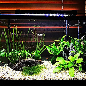 Planterest - Jungle Val Rooted Vallisneria Spiralis Bunch Live Aquarium Plant Low Light Background Stems Decorations BUY2GET1FREE