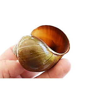 4 Large Shell Hermit Crab Changing Set - Select Shells - Large 1 1/4"-1 3/4"+ Opening - Land Snail and Conch Shells