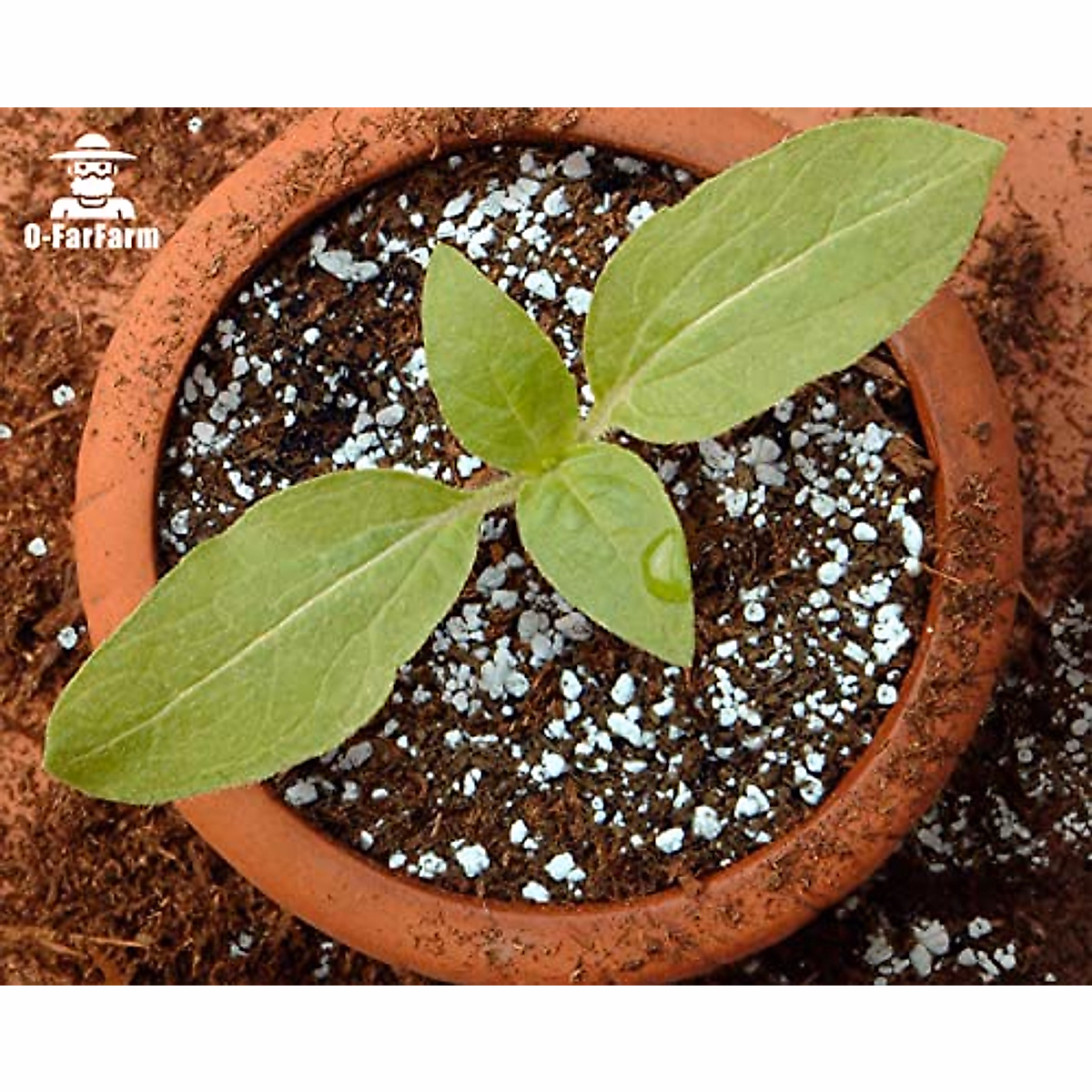 O-FarFarm Chunky Perlite Bulk, Horticultural Pearlite Coarse Perlite for Plants Indoor, Additive Conditioner Mix, Improve Drainage and Ventilation, Help Root Growth(5-10mm, 1qt)