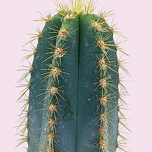 BubbleBlooms Blue Columnar Cactus, Pilosocereus pachycladus Cacti, Column Blue Torch, in a 4 inch Pot