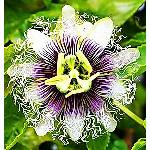 99roadsgarden Passion Flower Seeds Mixed Color 50+ Passion Fruit Seeds - Vine Perennial Flower Seeds