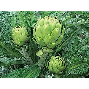 50 Green Globe Artichoke Seeds for Planting Short Non GMO 3 Grams Garden Vegetable Bulk Survival