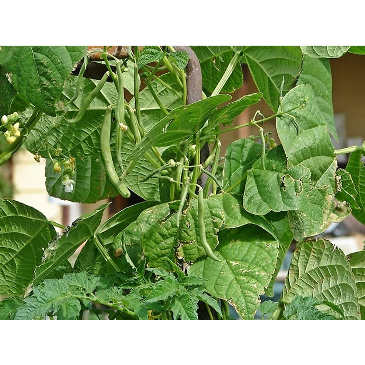 60 Slenderette Bush Bean Seeds for Planting Heirloom Non GMO 14 Grams Garden Vegetable Bulk Survival Hominy