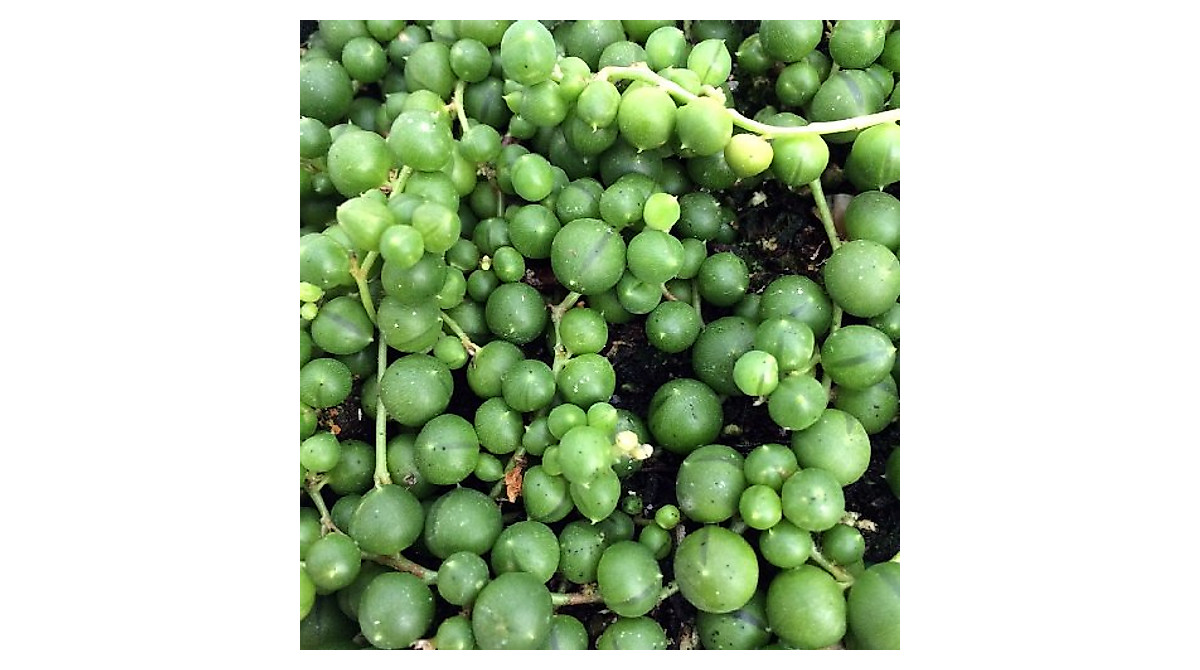 Hirt's Easy-Grow String of Pearls - 6" Hanging Basket Senecio
