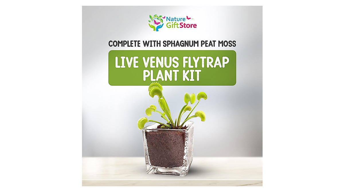 Buy Live Venus Flytrap Kit in Cube Vase - Easy Care Carnivorous Plant