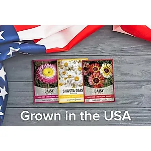 Daisy Seeds for Planting Outdoors Flower Seeds (3 Variety Pack) Alaska Shasta Daisy, Painted Daisy, Yellow Daisy Varieties for Butterflies, Bees, Pollinators Wildflower Seed by Gardeners Basics