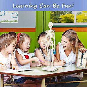 EVOTECH Human Body, Skeleton and Heart Models-Best Anatomy Model Bundle Set of 3 Hands-on 3D Model Study Tools for Medical Student or as Educational Kit for Kids