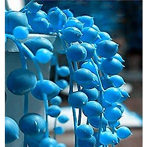 MITRAEE 100pcs Blue Pearl Chlorophytum Plant Seeds
