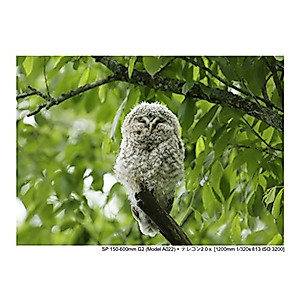 Tamron TC-X20 2X Teleconverter Lens for Canon Mount - Black