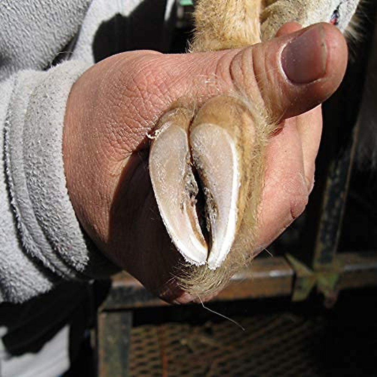 Basic Goat Hoof Trimmer Set – Electric Plug-in -110volt – Accessories Included