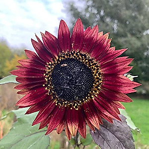 Sunflower Seeds - Autumn Beauty - 5 Pounds - Red/Yellow/Orange Flower Seeds, Open Pollinated Seed Attracts Bees, Attracts Butterflies, Attracts Pollinators, Easy to Grow & Maintain, Edible, Cut