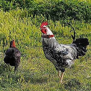 6 Pack No Crow Rooster Collar, Crow Collar Rooster Collar No Crow Noise Neck Belt for Roosters Cockerel Velcro Nylon Prevent Chickens from Screaming, Disturbing Neighbors1