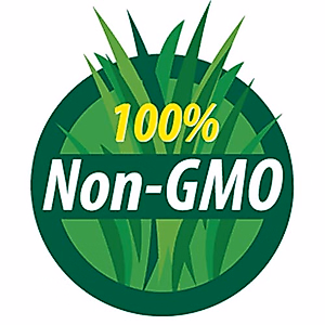 Mexican Seed Salsa Garden Collection | Basic Assortment | Grow Vegetables for Salsa, Hot Sauce, Pico De Gallo | 6 Non-GMO Vegetable Gardening Seed Packets: Jalapeno, Tomato, Cilantro, Onion, Chives, &