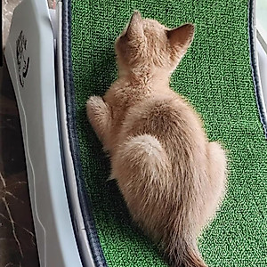 Cat Wheels for Indoor Cats, 31.5'' Cat Exercise Wheel, Cat Wheel with Brake, Removable Running Mat, Easy to Install,Cat Wheel Exerciser for Cat's Fitness & Health,Suitable for Most Cats (Blue)