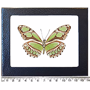 BicBugs Philaethria Dido Verso Real Framed Butterfly Green Peru