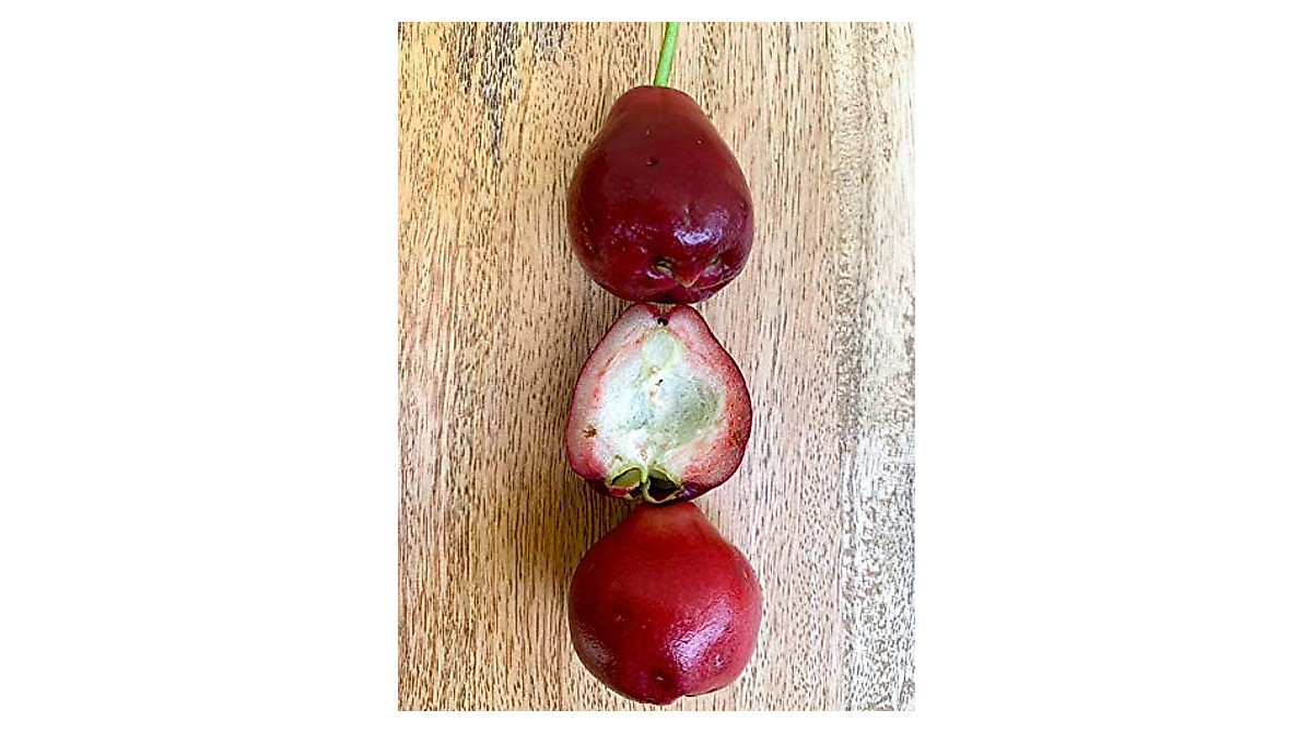 Rare Purple Malay Apple Tree Starter Plant - Order Now!
