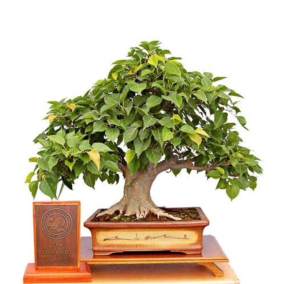 Sacred Fig Bonsai Tree Seeds - 25+ Seeds - Ficus Religiosa, Sacred Ficus Tree Seeds Ships from Iowa, Made in USA