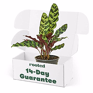 Rooted Rattlesnake Calathea, Calathea Lancifolia, Live, Live Indoor, Home Decor, Easy to Grow, Easy to Care and Low Maintenance Houseplant, 4 inch Pot