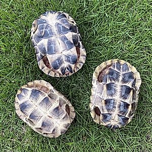 Unique Turtle Shell True Specimen Turtle Shell（ Reeves' Turtle） Taxidermy (1)