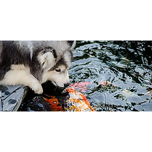 MY LUCKY PETS LLC Dog Allergy aid - Dog Omega 3 Fatty ACIDS - Fish Oil - Best Heart Brain Skin and Joint Health - Vet Recommended - Fish Oil for Dogs - 2 Bottles (360 Softgels)