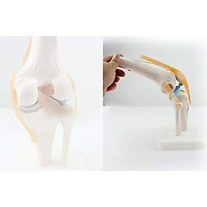 Knee Joint Simulation Model Medical Anatomy Human 1:1 Life Size