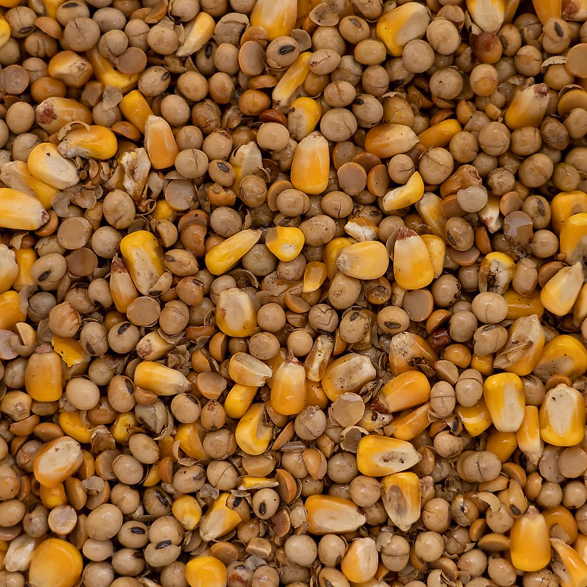 BACKWOODS ATTRACTION Flamekissed 22% Blend Corn and Soybean Roasted Grains - Attractant and Supplement - 50 Pound Bag