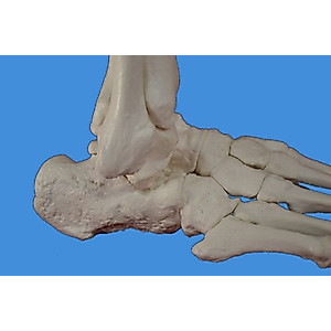 Wellden Medical Anatomical Foot Skeleton Model,disarticulated and Assembled by Magnets, Life Size