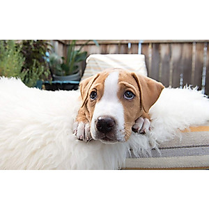 Delectable Garden Soft White Faux Sheepskin Faux Fur Chair Couch Cover Modern Area Rug Baby Blanket for Bedroom Floor Sofa Living Room Approx: 2 x 3 Feet - White