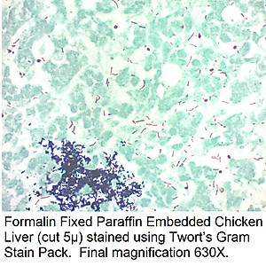 Twort's Gram Stain Pack, 1000ml