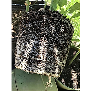 GreenEden InoBoost Ultimate Easy Compost Tea for Plants - Nutrient & Bloom Booster - Soluble Biostimulants for Plant Growth, Flowering & Yields - 8oz. Microbial Inoculant - Super Soil