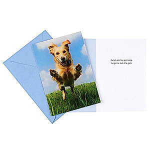 Hallmark Shoebox Funny Birthday Card Assortment (8 Cards with Envelopes) (2199RZG1003)