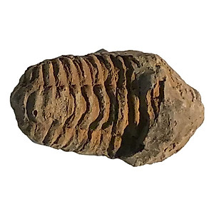 450 Million Yr Old Genuine Fossil Trilobite with Bonus Genuine Fossil Spinosaurus Dinosaur Tooth by DINOSAURS ROCK