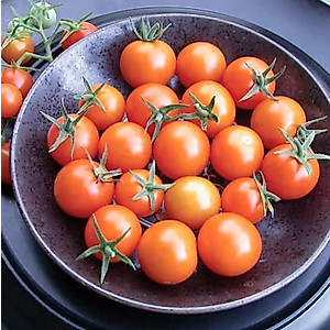 For 2024!Best Taste Cherry Tomato Seeds for Planting-Sun Gold.Non GMO Garden Seeds for Planting Vegetables Seeds at Home Vegetable Garden & Hydroponics Seed Pods:10ct Sungold Cherry Tomato Plant Seeds