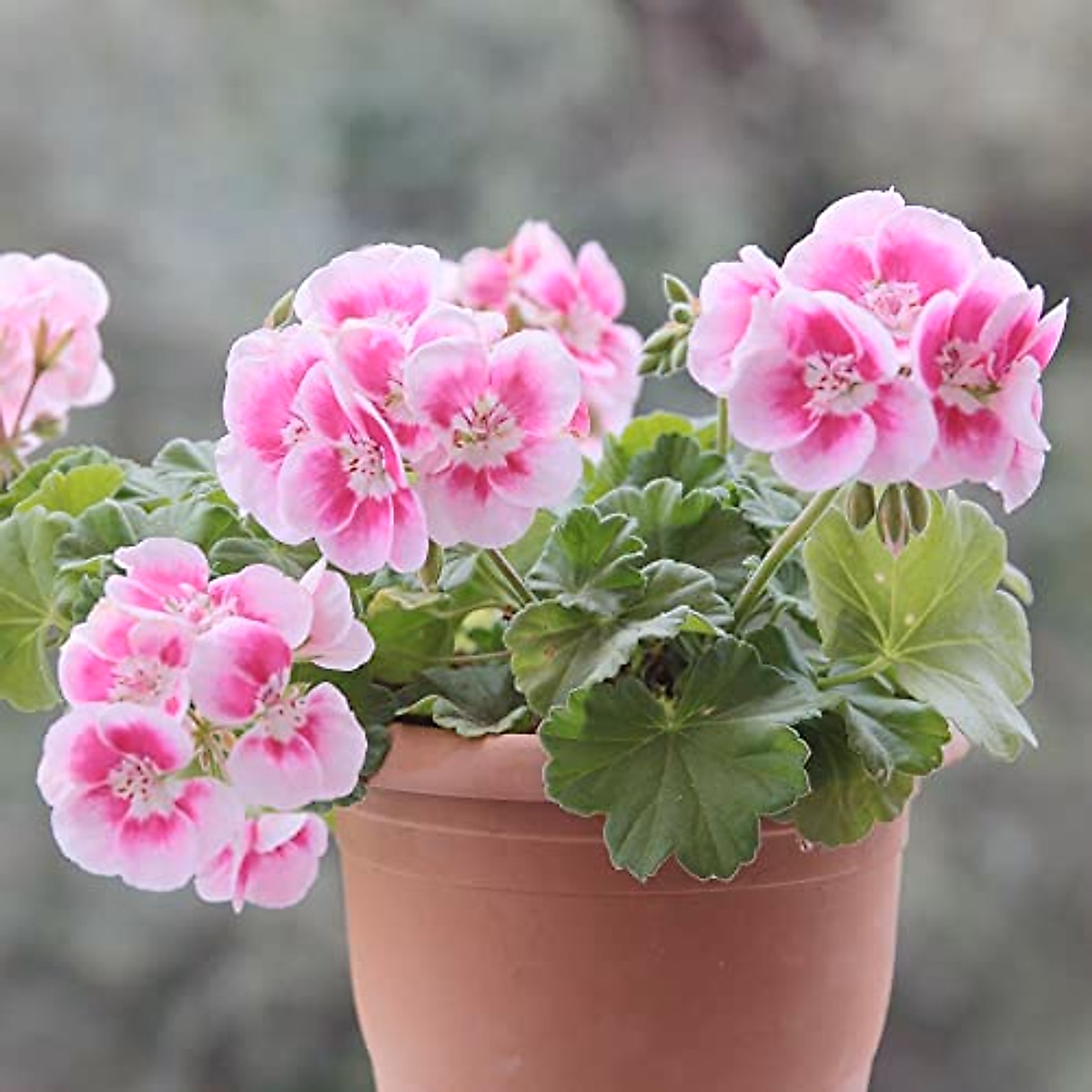 Geraniums Seeds Heat Tolerant Easy to Grow Annual Fragrant Edible Low Maintenance Bed Border Container Indoor Outdoor 200Pcs Mixed Colors Flower Seeds by YEGAOL Garden