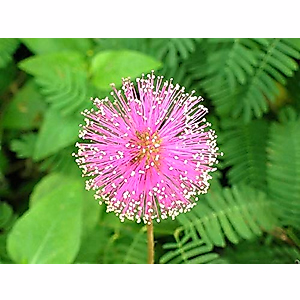 NIKA SEEDS - Flowers Sensitive Plant Pink (Mimosa) - 25 Seeds