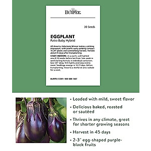 Burpee Patio Baby Eggplant Seeds 30 seeds