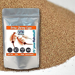 Brine Shrimp Eggs 50 Gramm (Artemia Cysts) of 90% Hatch Rate Fish Food