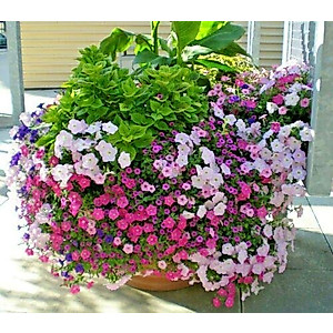 Dwarf Petunia Mix Flower Seeds Garden/Containers Hanging Baskets Window Box rasa1ca (2000+ Seeds)