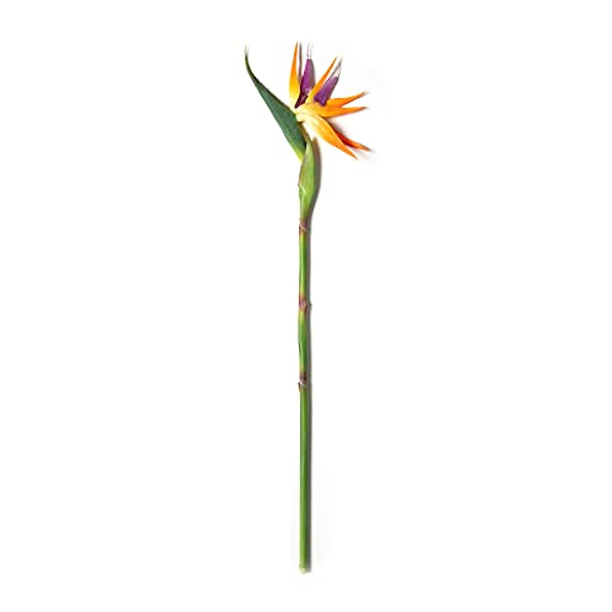 Ashland Michaels Bulk 12 Pack: Yellow Bird of Paradise Stem