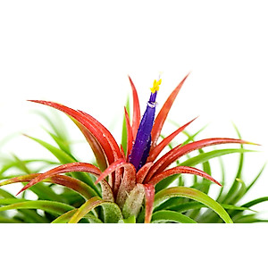 Live Tillandsia Ionantha Fuego 2" - 3" Air Plant Fast Growing, Easy Care, Low Maintenance, Indoor or Outdoor by Awesome Industries (1 Pack Fuego XL)