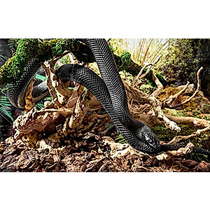 Galapagos (05319) Spider Wood, Natural, 12 - 24"