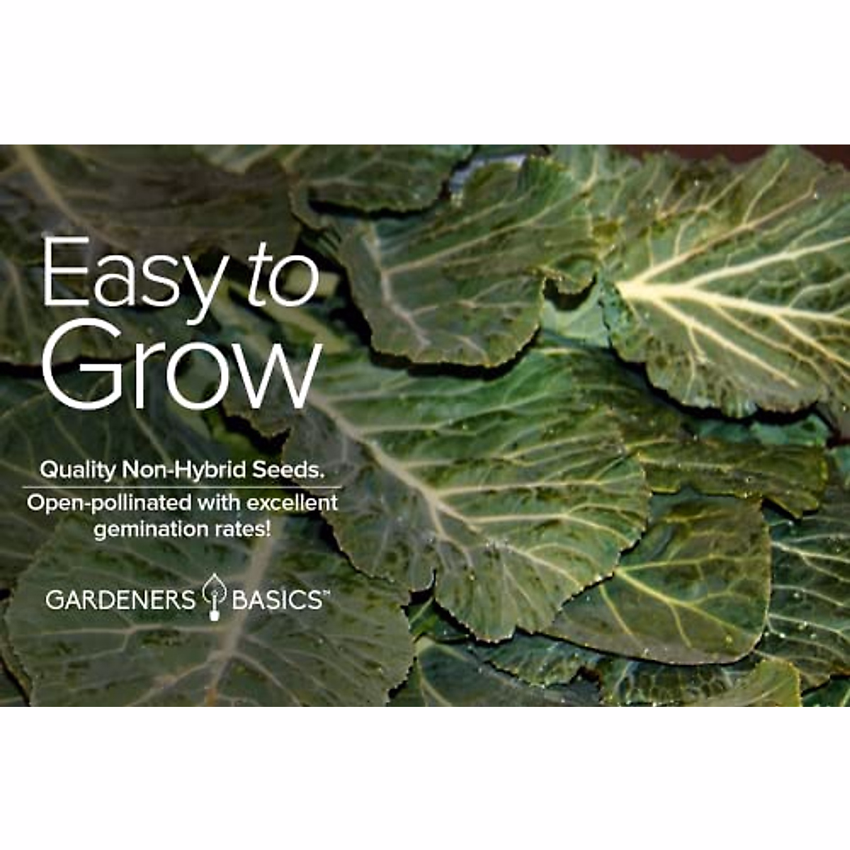 Collard Greens Seeds for Planting - Georgia Southern Non-GMO Vegetable Variety- 1 Gram Seeds Great for Summer, Fall and Winter Gardens by Gardeners Basics