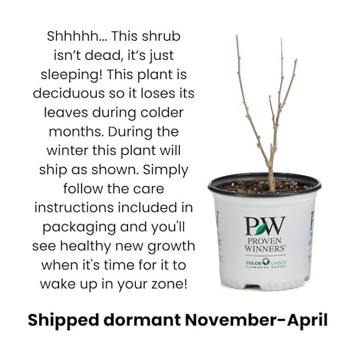 Proven Winners SYRPRC1157800 Scentara Double Blue Live Shrub 4.5" Quart Purple