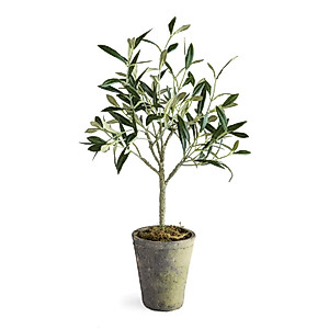 Napa CC 17" Olive Tree in Pot, 11x11x17 Inches
