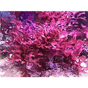 Live Saltwater Gracilaria Pom Pom Red Macro Algae 1 Inch Frag Refugium Copepods Amphipods