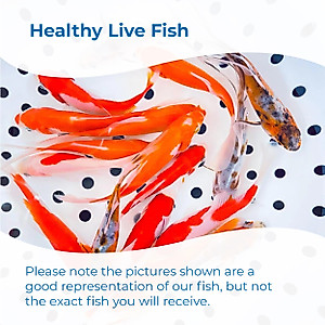 Toledo Goldfish Live Shubunkin, Sarasa, and Comet Goldfish Combo, Live Fish with a Variety of Colors and Patterns - Perfect for Ponds, Tanks, and Aquariums - 3-4 Inches, 2 of Each, 6 Total Count