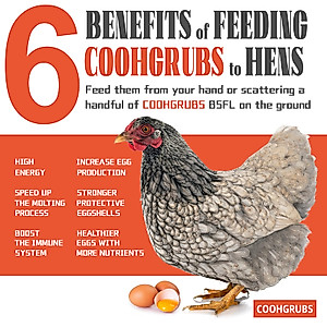 COOHGRUBS Premium Grade Dried Black Soldier Fly Larvae Chicken Treats, Tasty and Healthy Snacks for Hens Ducks, 5 lb. Box